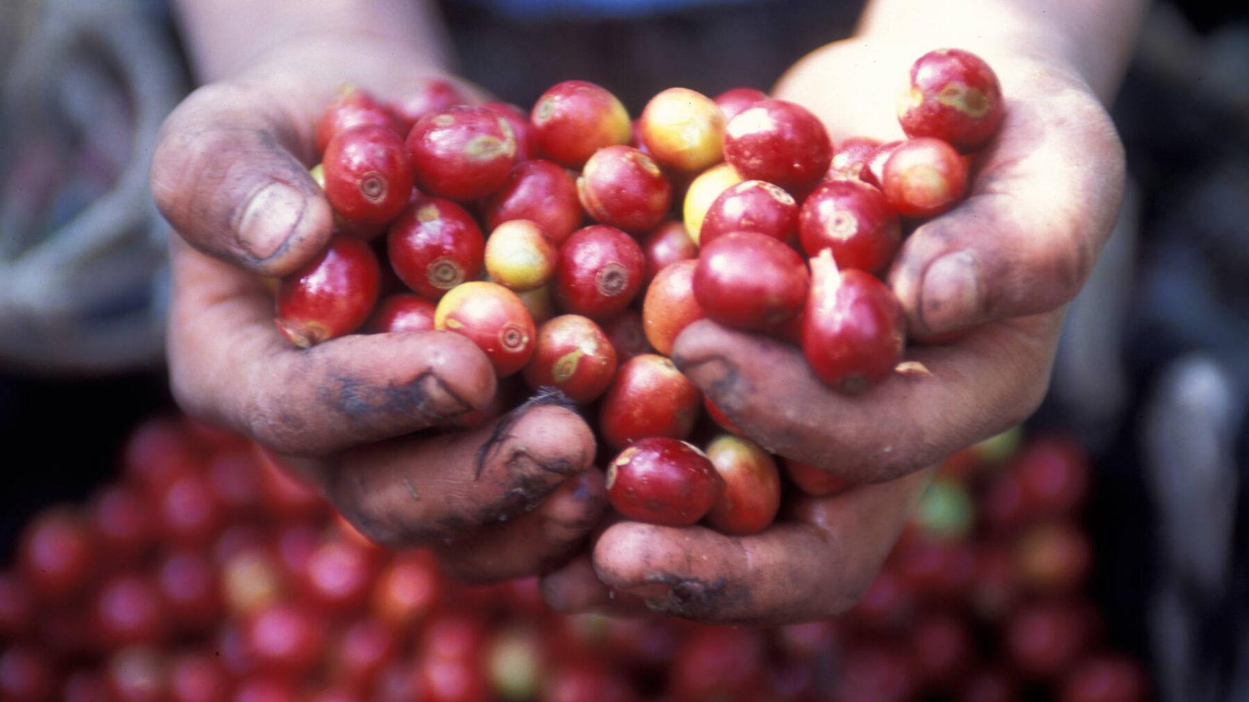 Kaffeekirsche - Was ist das? | Kaffee Partner