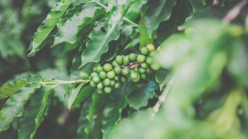 Deconstructed Coffee – Der neue Hipster-Trend? | Kaffee Partner