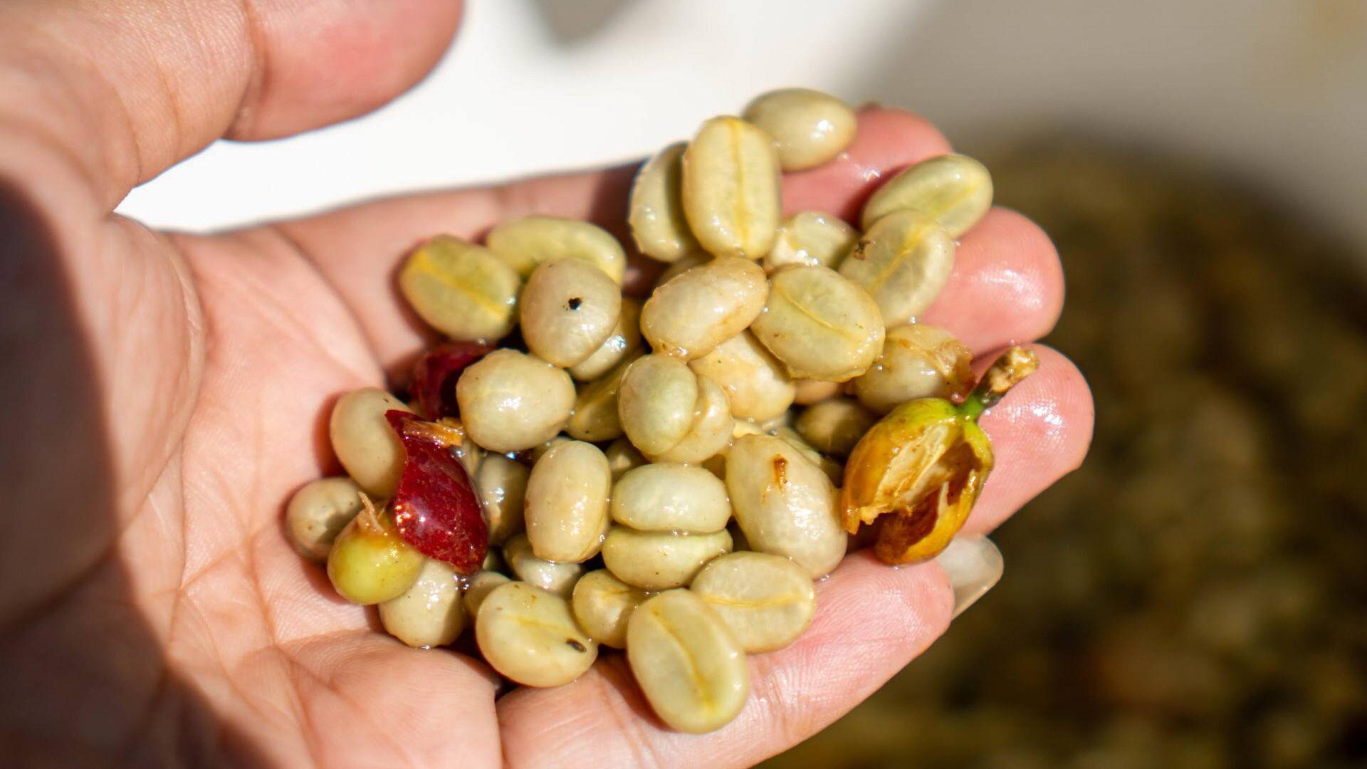 Kaffeekirsche - Was ist das? | Kaffee Partner