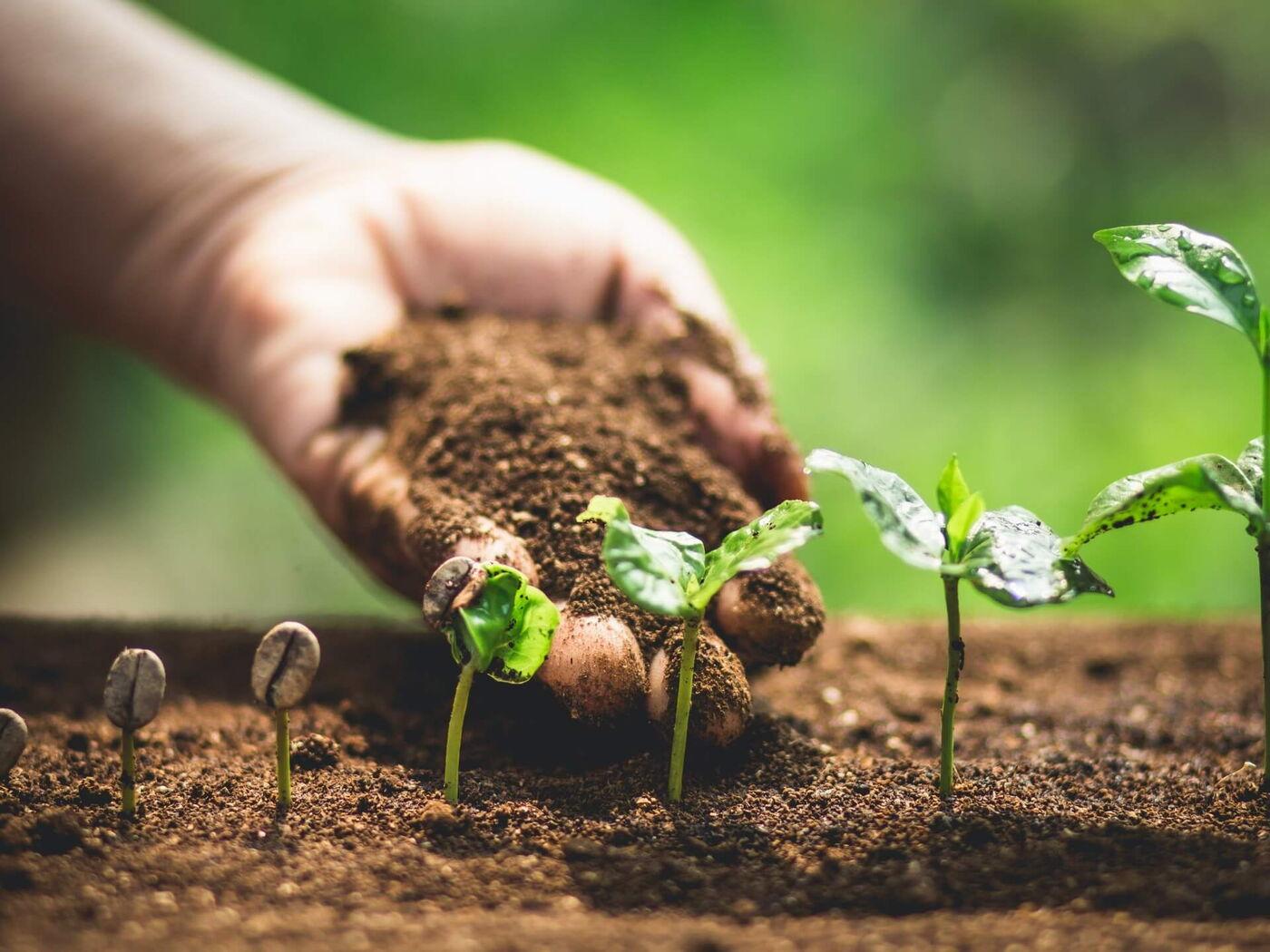 Wie wird Kaffee angebaut? | Kaffee Partner